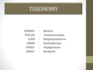 bordetella pertussis.................................ppt