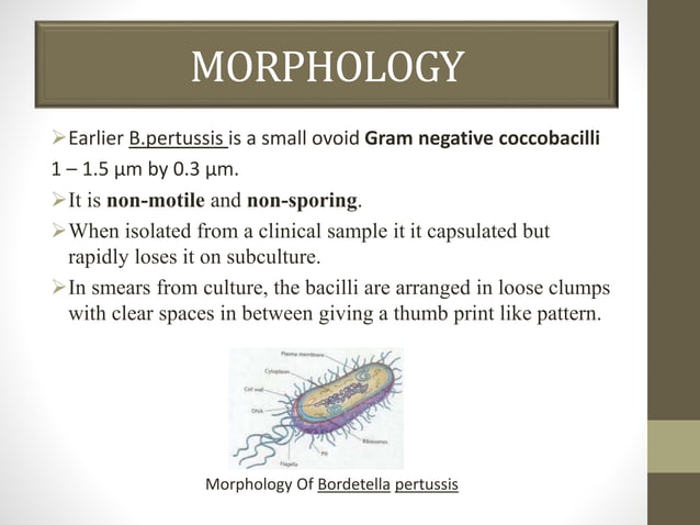 bordetella pertussis.................................ppt | Lung and ...