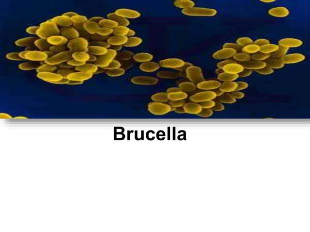 bordetella and brucella.ppt | Infectious Diseases | Diseases and Conditions
