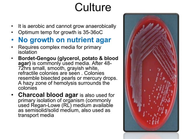 bordetella and brucella.ppt | Infectious Diseases | Diseases and Conditions