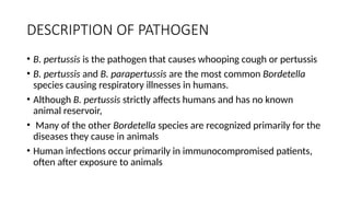Bordetella pertusis ppt [Autosaved].pptx