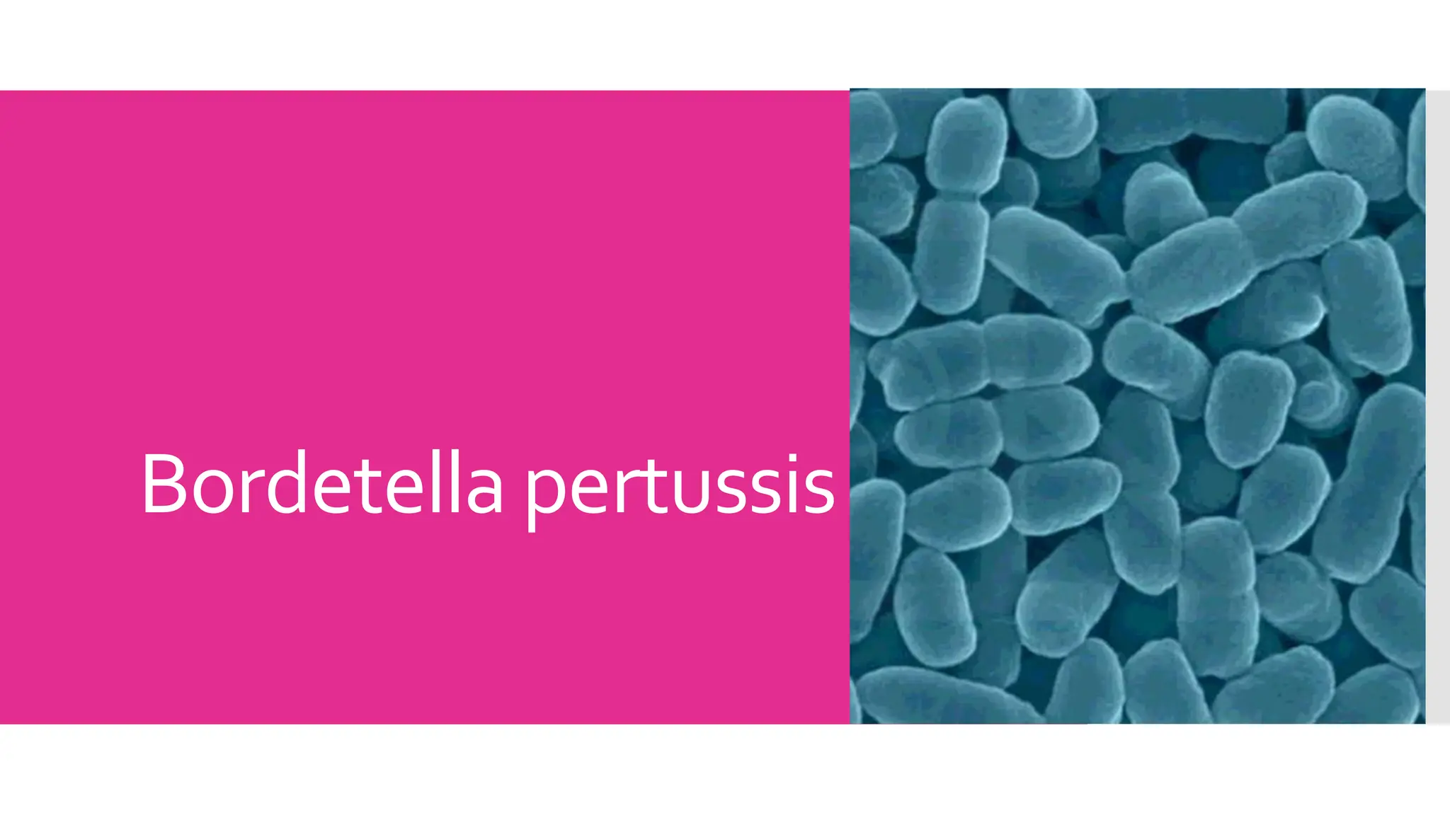 Bordetella pertussis generalidades .pptx