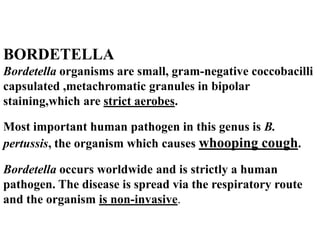 Bordetella pertussis depa | PPTX