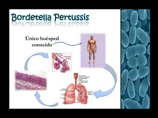 Bordetella Pertussis | PPTX
