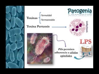 Bordetella Pertussis | PPTX