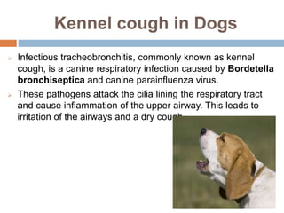 Bordetella spp. | PPTX