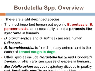 Bordetella spp. | PPTX