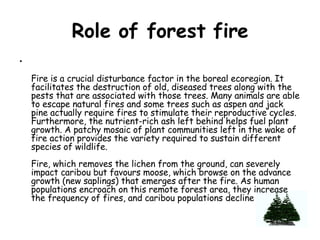 Boreal Forests | PPT