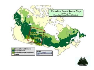 Boreal Forests | PPT