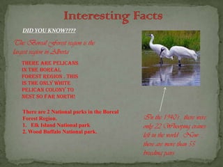 Boreal Forest Region Presentation | PPTX