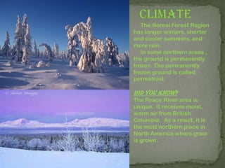 Boreal Forest Region Presentation | PPTX
