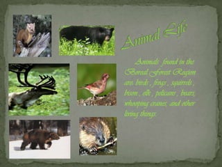 Boreal Forest Region Presentation | PPTX