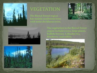 Boreal Forest Region Presentation | PPTX