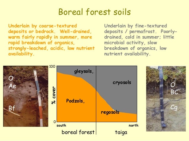 Boreal forest
