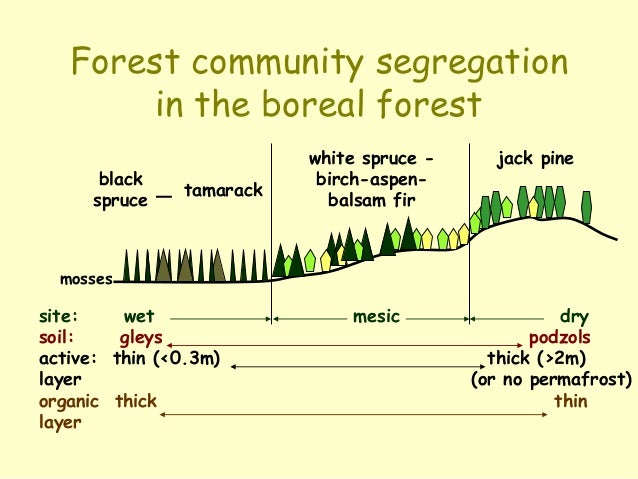 Boreal forest