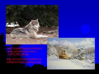 Biomes Project Example | PPTX