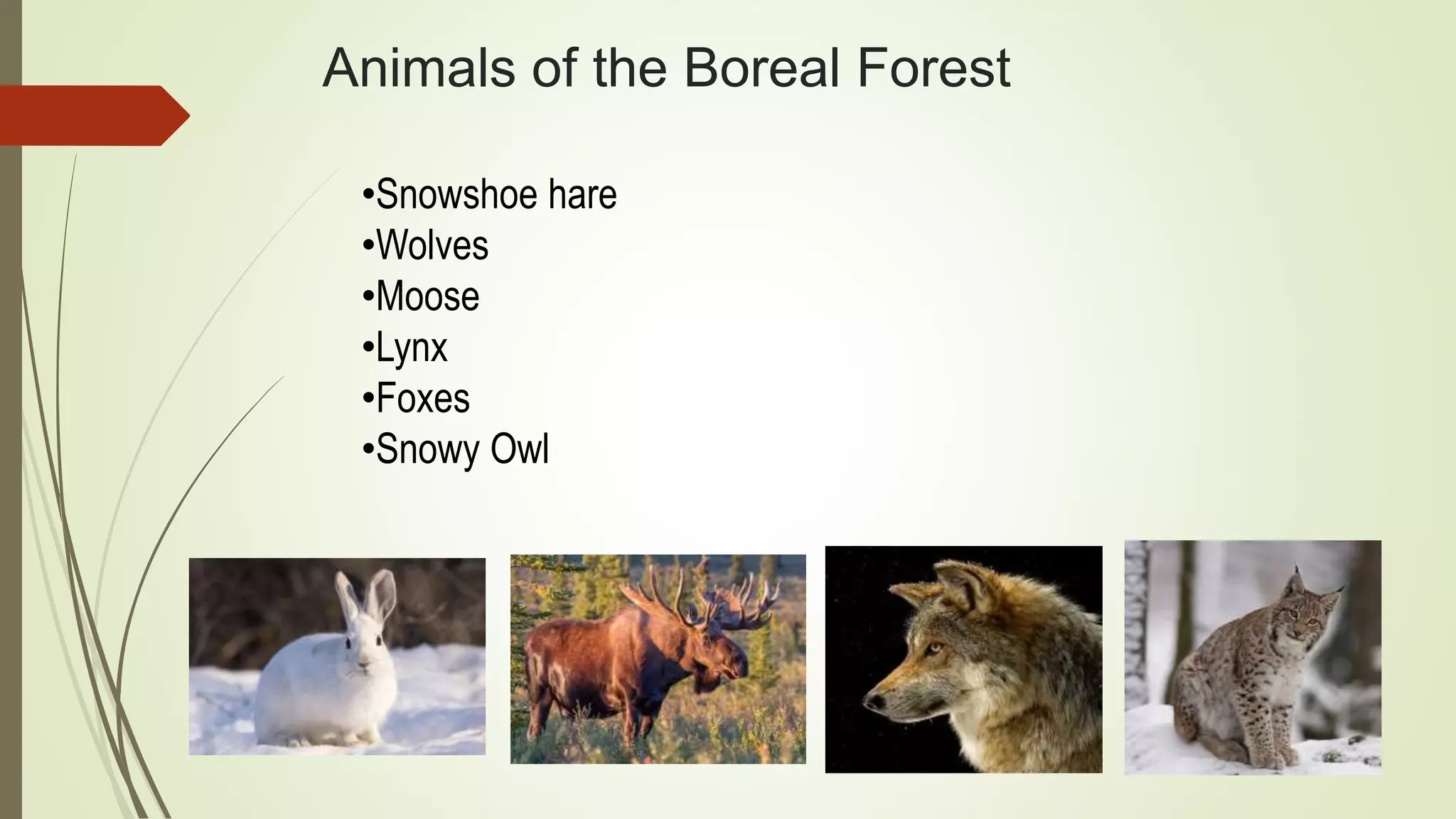 Boreal forest presentation final | PPTX