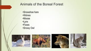 Boreal forest presentation final | PPTX