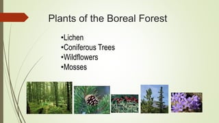 Boreal forest presentation final | PPTX