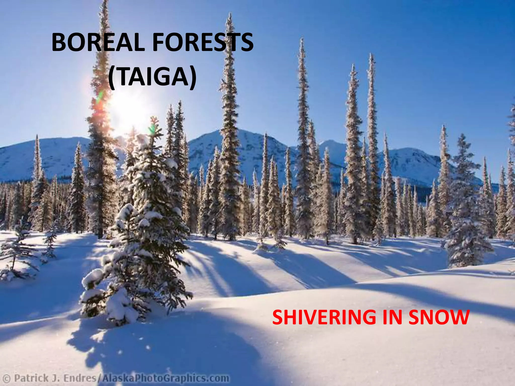 Boreal forests (taiga) | PPTX