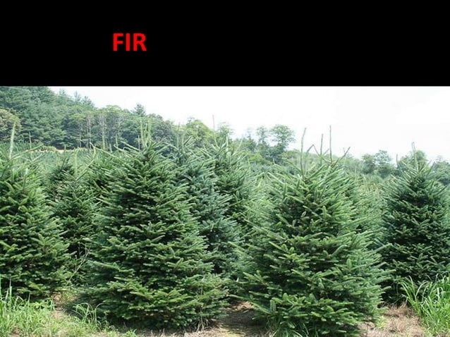 Boreal forests (taiga) | PPTX