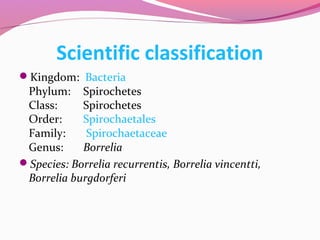 Borelliappt | PPT | Infectious Diseases | Diseases and Conditions