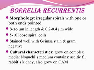 Borelliappt | PPT | Infectious Diseases | Diseases and Conditions