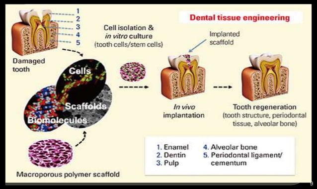 tissue engineering | PPT