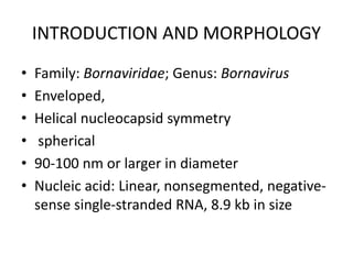 BORNA VIRUS.pptx for educational purposes | PPTX | Infectious Diseases ...