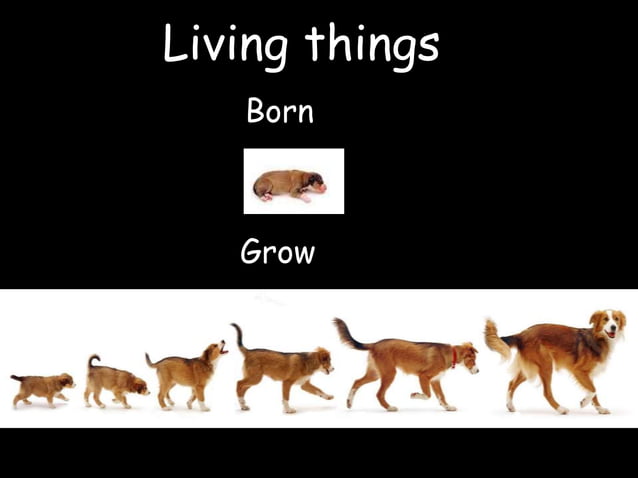 Living Things Born and Grow | PPT