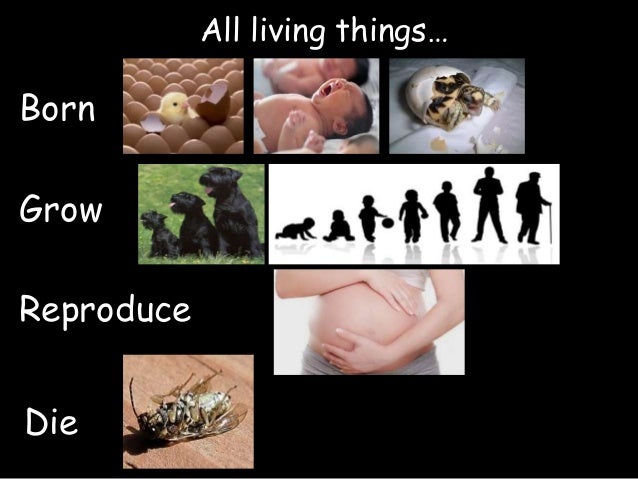 Living Things Born and Grow