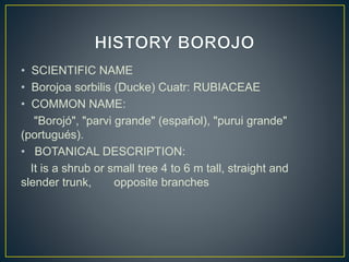 Borojo | PPT