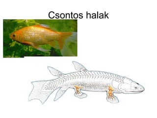 Boronkay tananyag - 2. halak osztálya | PPT