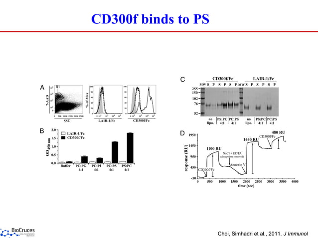 The CD300 molecules: an emerging family of regulators of the Immune ...