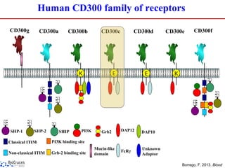 The CD300 molecules: an emerging family of regulators of the Immune ...