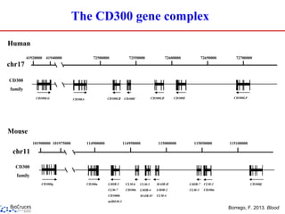 The CD300 molecules: an emerging family of regulators of the Immune ...