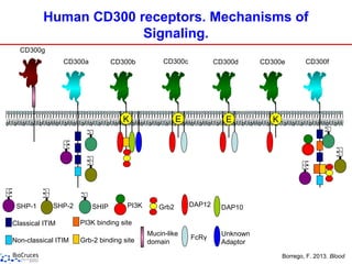 The CD300 molecules: an emerging family of regulators of the Immune ...