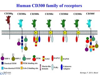 The CD300 molecules: an emerging family of regulators of the Immune ...