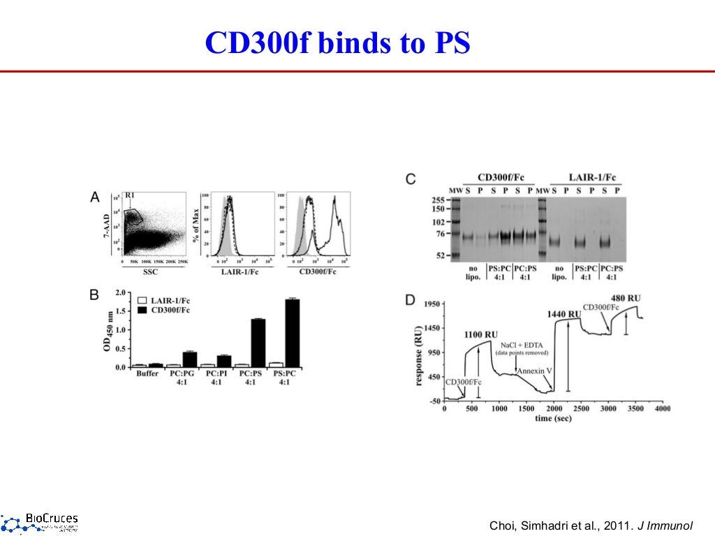The CD300 molecules: an emerging family of regulators of the Immune S…