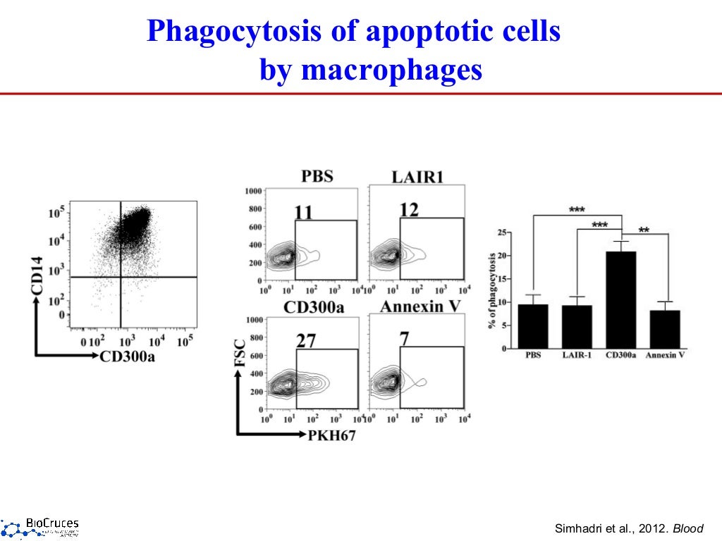 The CD300 molecules: an emerging family of regulators of the Immune S…