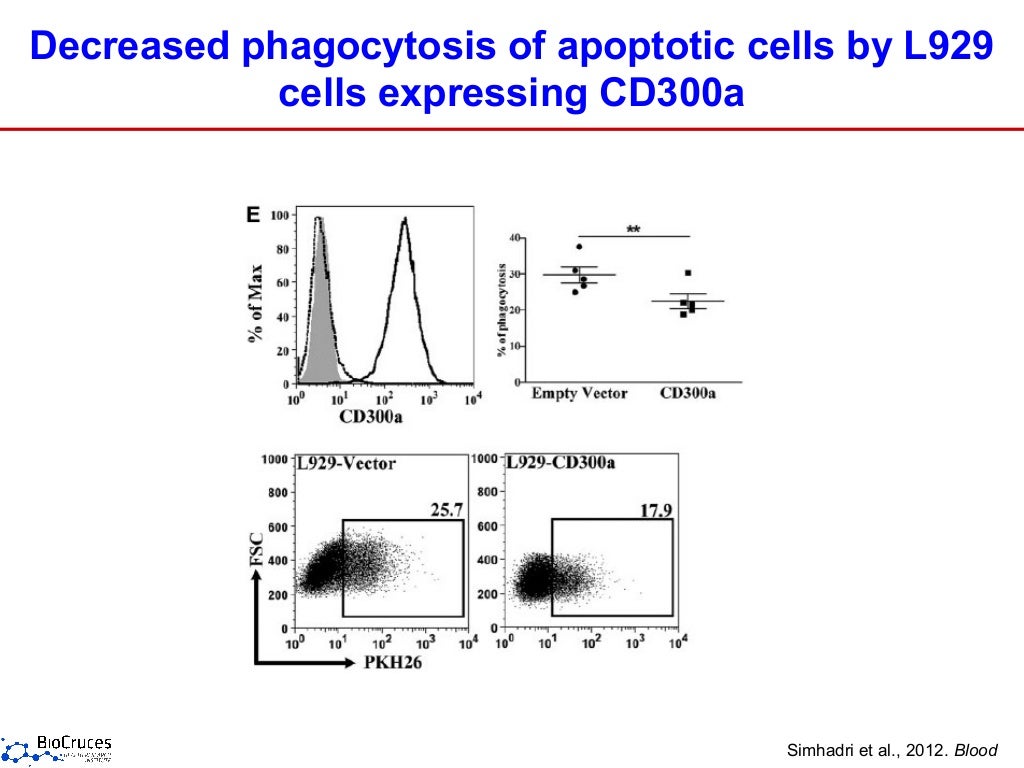 The CD300 molecules: an emerging family of regulators of the Immune S…