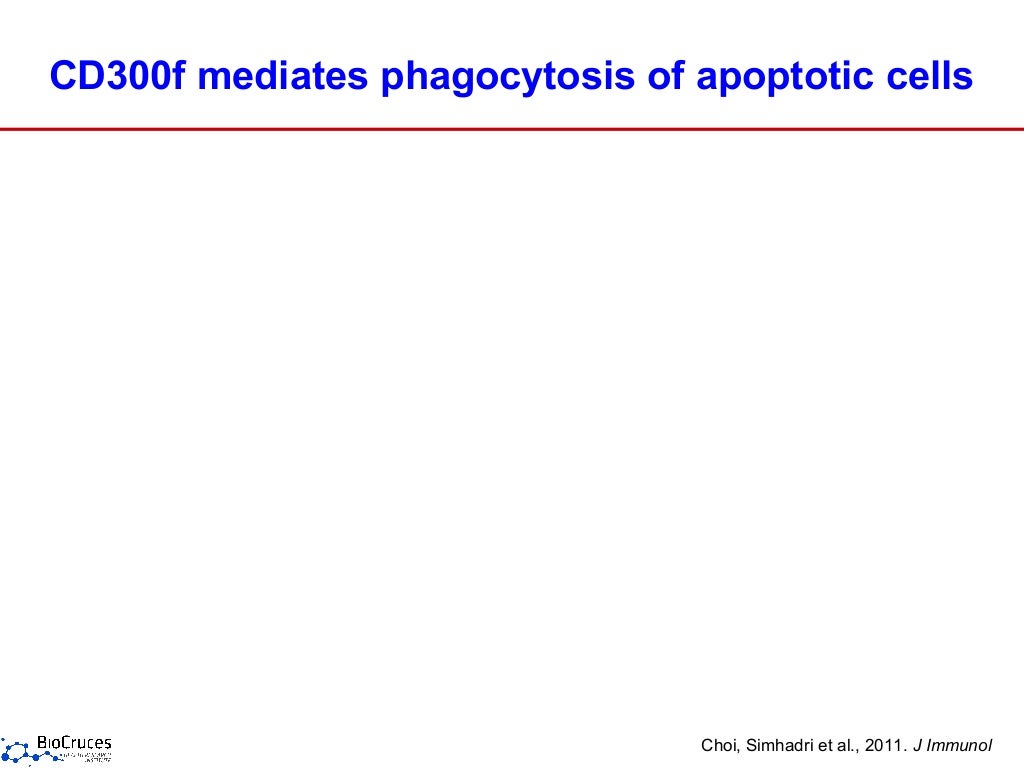 The CD300 molecules: an emerging family of regulators of the Immune S…