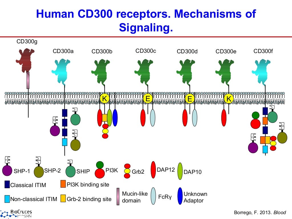 The CD300 molecules: an emerging family of regulators of the Immune S…