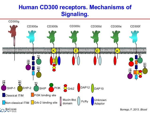 The CD300 molecules: an emerging family of regulators of the Immune S…