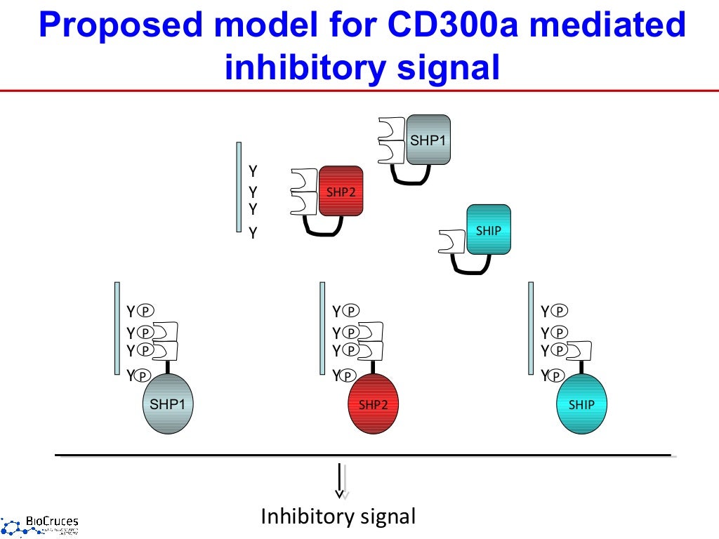 The CD300 molecules: an emerging family of regulators of the Immune S…