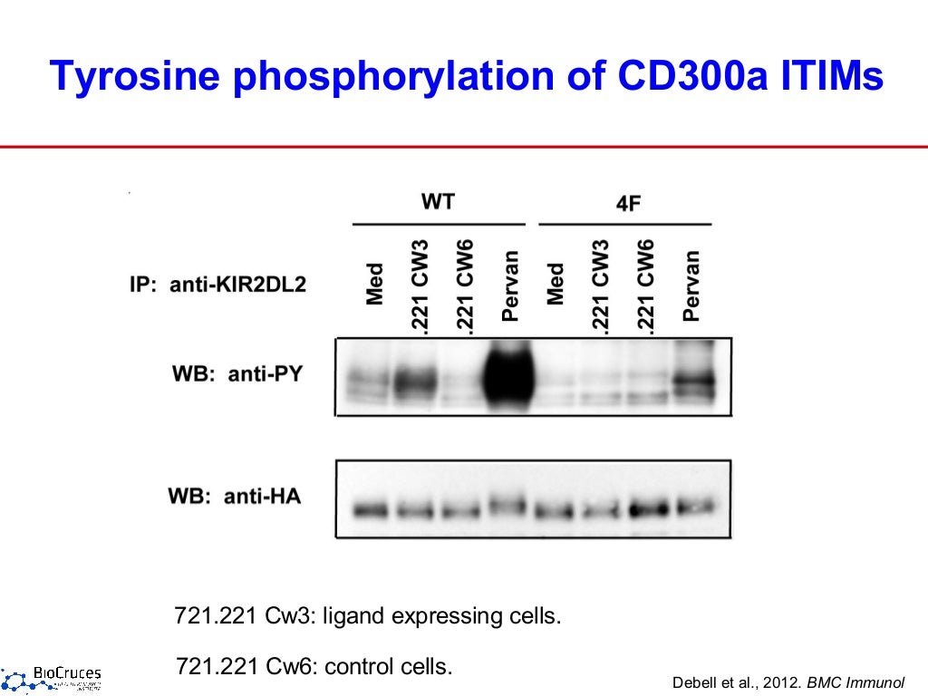 The CD300 molecules: an emerging family of regulators of the Immune S…