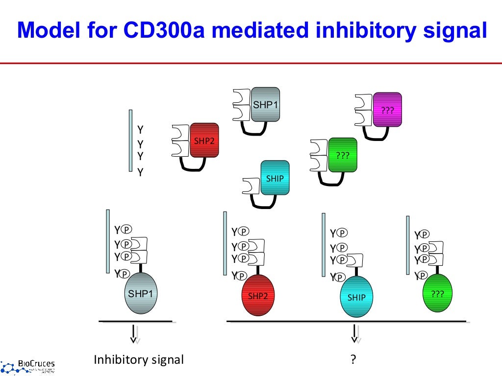 The CD300 molecules: an emerging family of regulators of the Immune S…