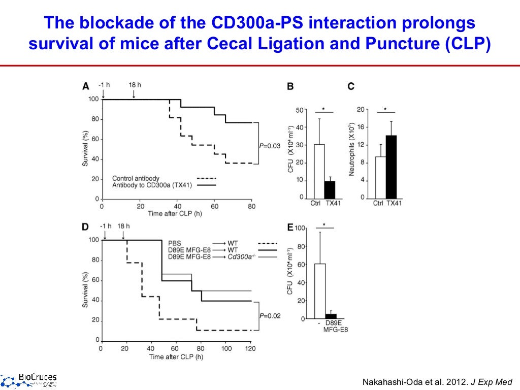The CD300 molecules: an emerging family of regulators of the Immune S…