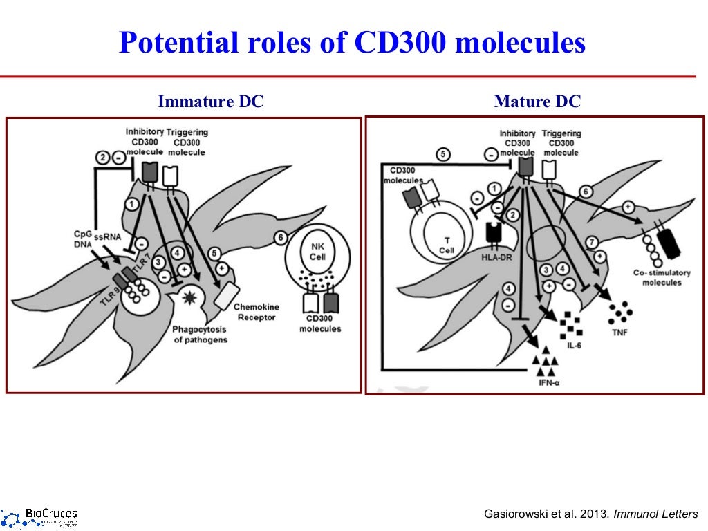 The CD300 molecules: an emerging family of regulators of the Immune S…