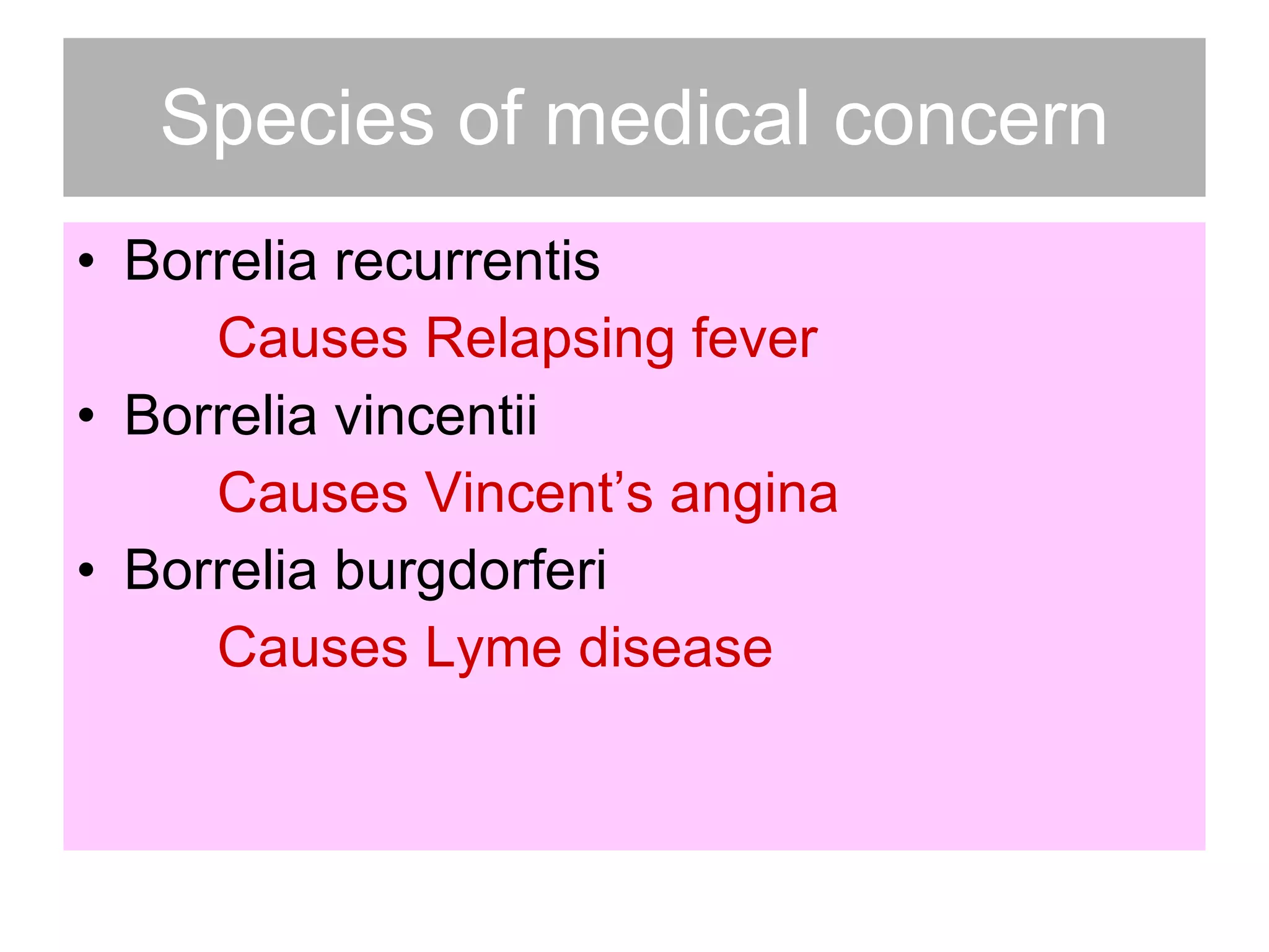 Borrelia | PPT